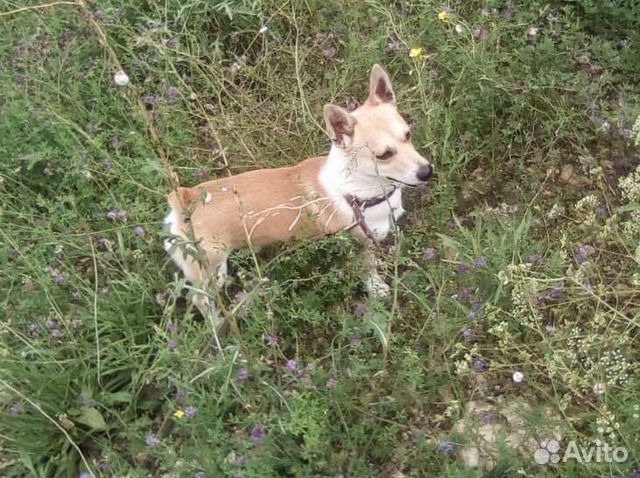 Маленькие собаки