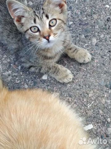 Дрбрые, ласковые котята