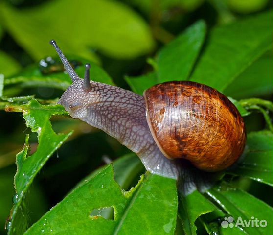 Улитка виноградная