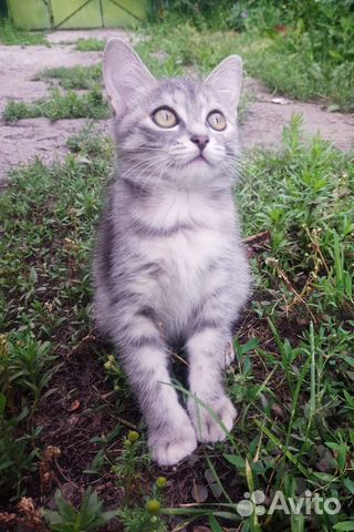 Подарим серенького котенка-девочку хорошим людям