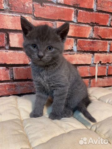 Котенок Грей 2 мес