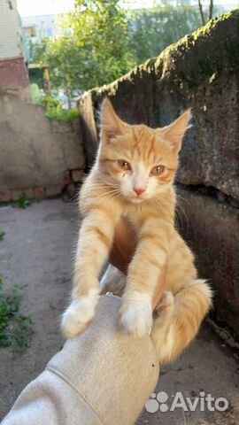 Рыжий котенок