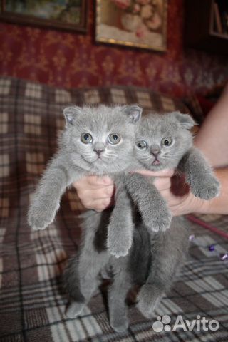 Шотландские вислоухие котята