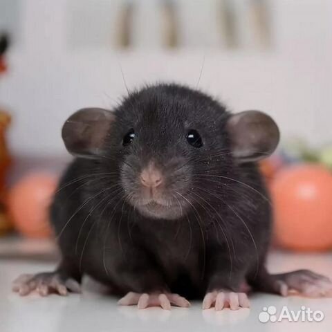 Крыски Дамбо