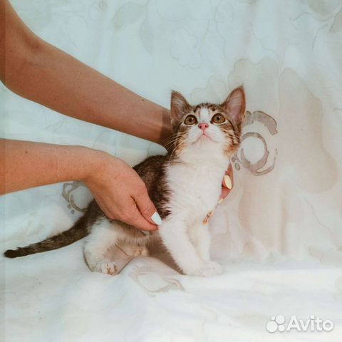 Девочка котенок в добрые руки