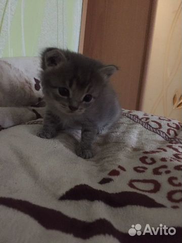 Котята бесплатно девочка