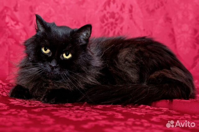 Роскошная Элизабет ждёт свою семью