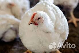 Домашний бройлер