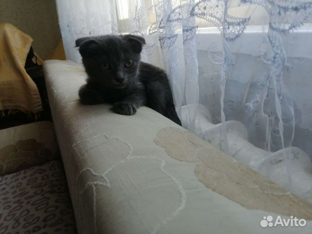 Кошка