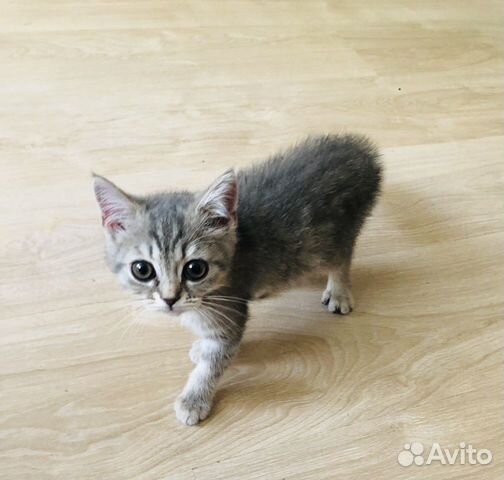 Котенок британец 3 месяца ищет дом, к лотку приуче