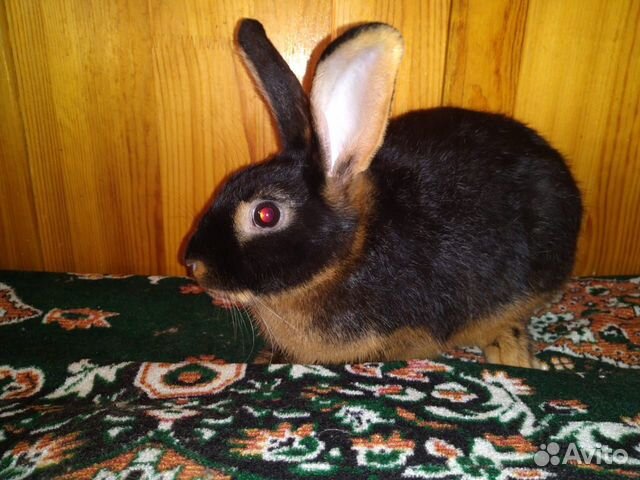 Чёрно-огненные кролики