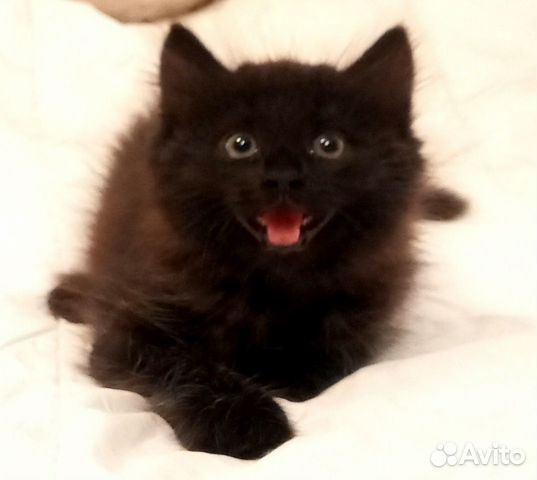 Котенок Маняша в добрые руки