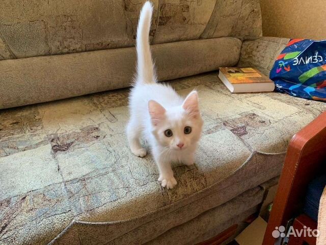 Глухой белый котёнок