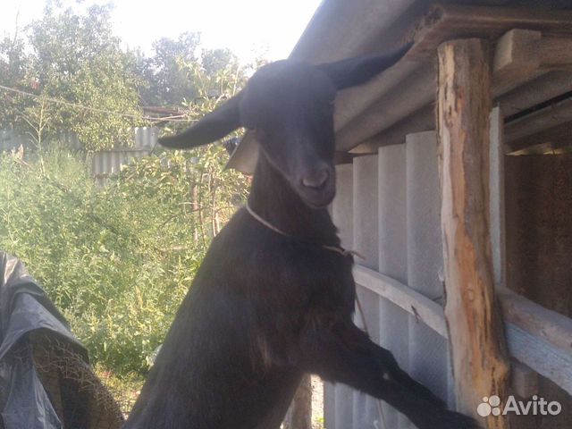 Козочка альпийка