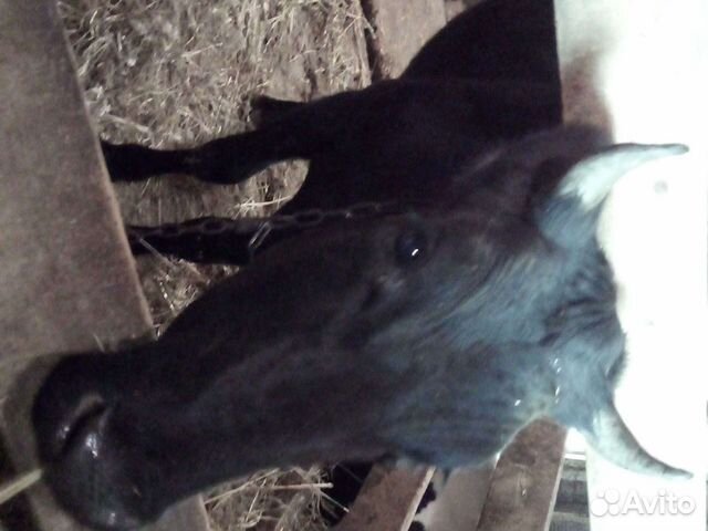 Коровы дойные молочные