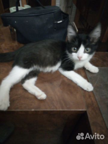Котенок девочка 1.5 месяца в добрые руки