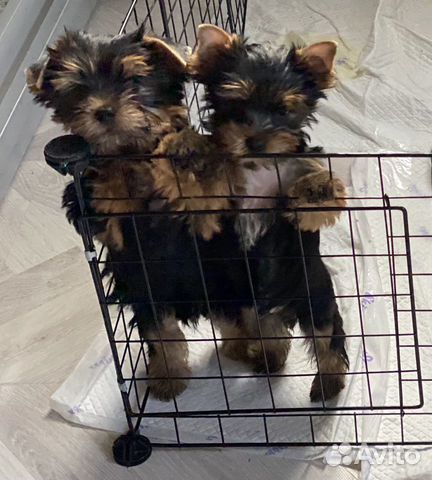 Йоркширский терьер