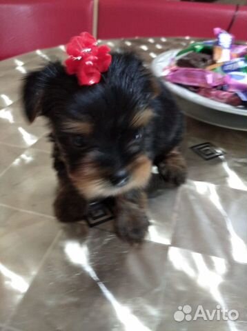 Йоркширский терьер