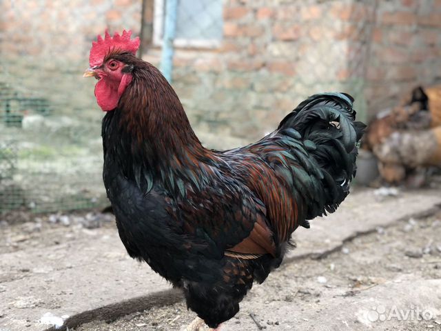 Продаются петухи Брама, Джерсийский, Барнев