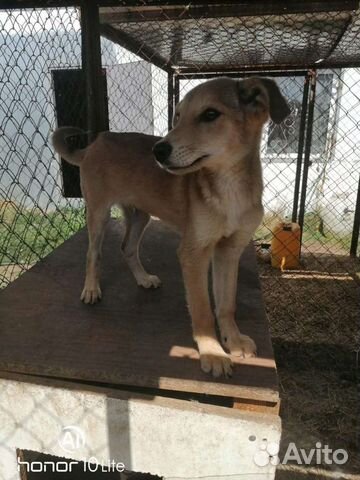 Щенок в добрые руки бесплатно