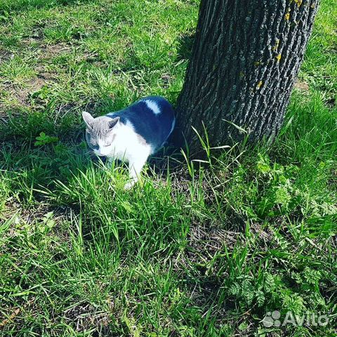 Сибирский кот в дар