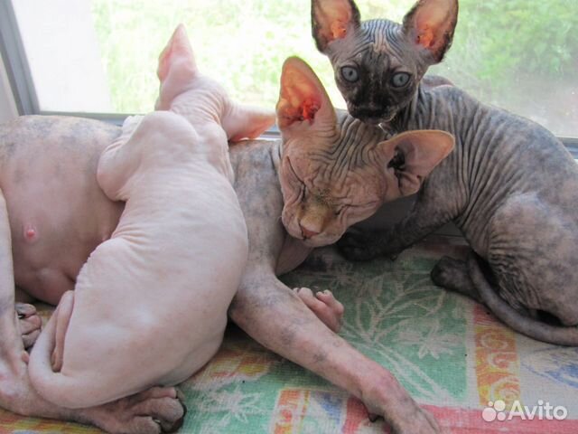 Продаются котята
