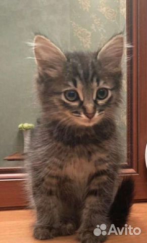 Красивый котёнок, ходит в лоток, мальчик