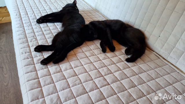 Коты с паспортами прививок