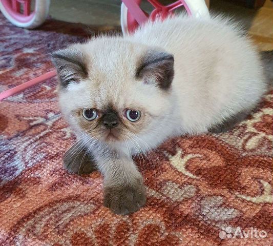 Экзотическая