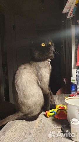 Шотландский кот вязка