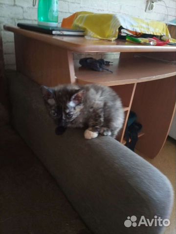Котята сфинкс