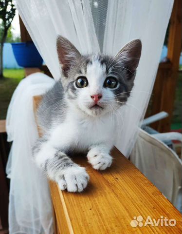 Котёнок в добрые руки бесплатно