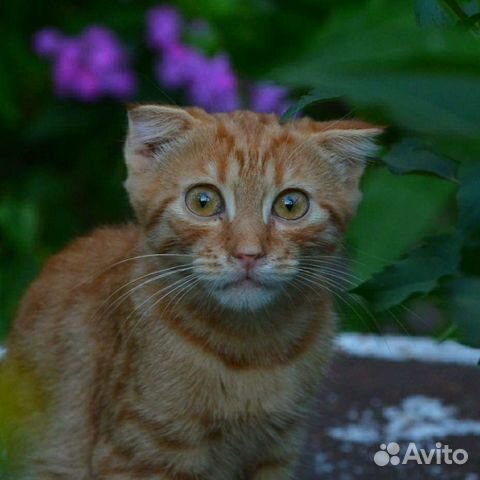 Котëнок Барсик ищет дом