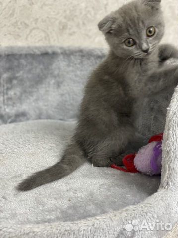 Шотландский вислоухий котенок