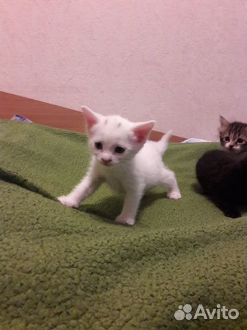 Котята, которые просятся в хорошие ркки