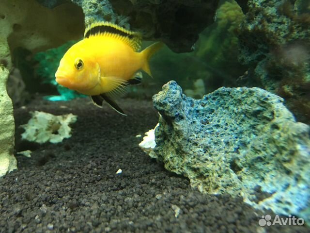 Рыба цихлида Лабидохромис еллоу