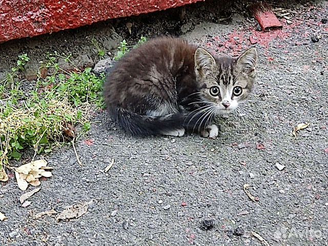 Котенок подкидыш Фунтик