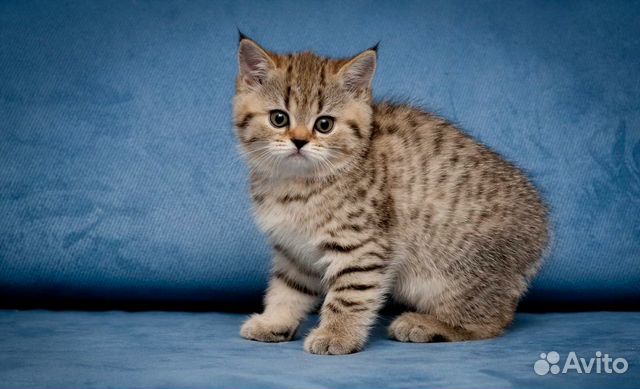 Британская кошка 4 мес привита