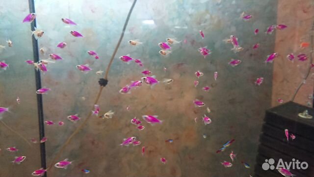 Тернеция Глофиш. Вишневая