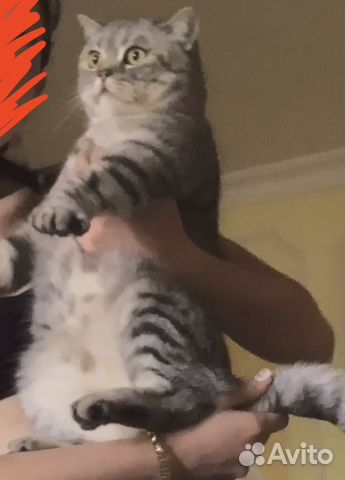 Британский короткошерстный кот