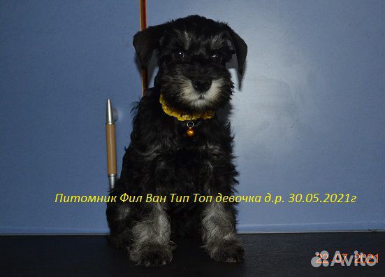 Цвергшнауцер щенок девочка