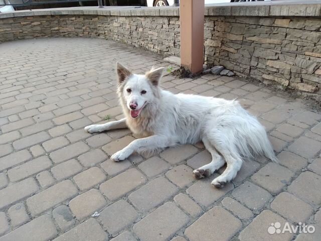 Белый песик