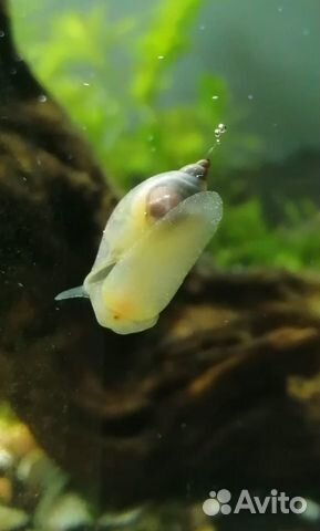 Улитка покемон бежевая перламутровая