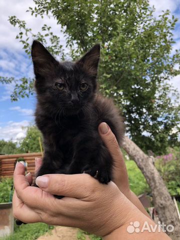 Котята