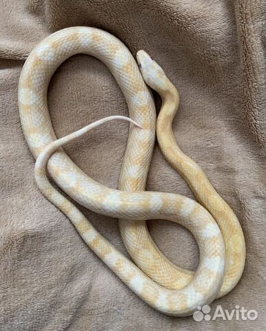 Маисовые полоза (пара)