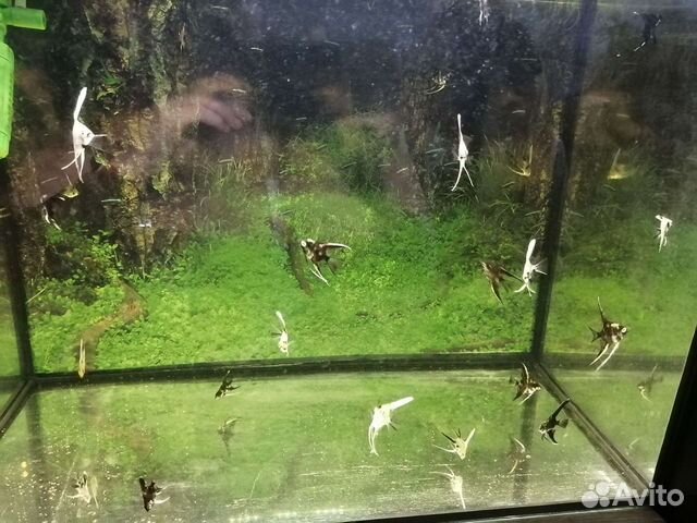 Скалярии кои (малёк)