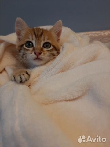 Котёнка 1.5 мес отдадим бесплатно