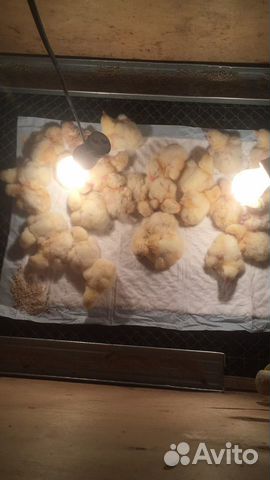 Цыпленок броллера