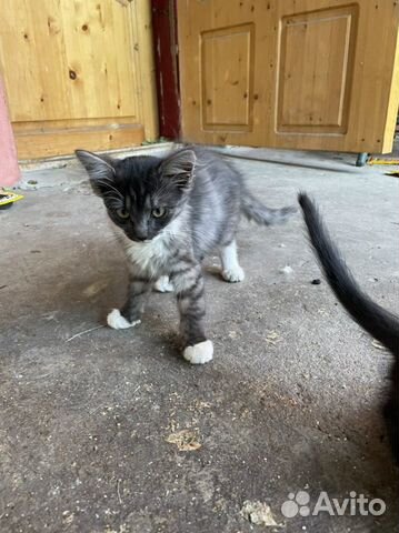 Несчастные очень красивые котята в поисках дома