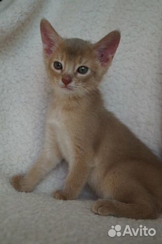 Фавн (клубный котенок)